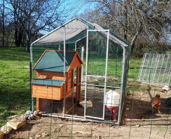 Les poules naines / d'ornement : tout savoir sur ces jolies poules