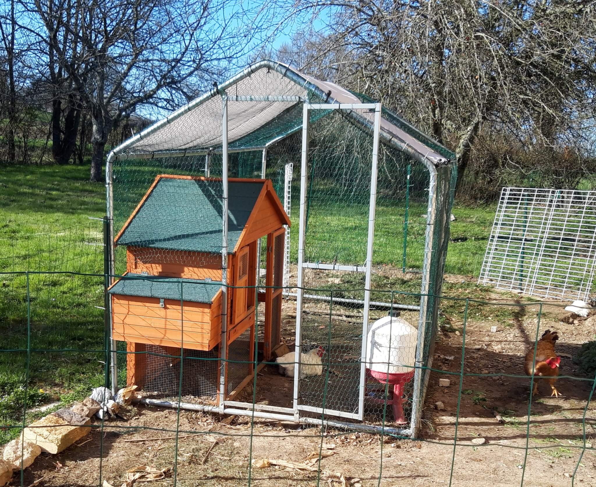 Poule Rousse : tout savoir sur cette poule pondeuse la plus répandue