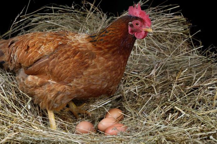 Poule pondeuse : Quelles sont les meilleures poules pondeuses