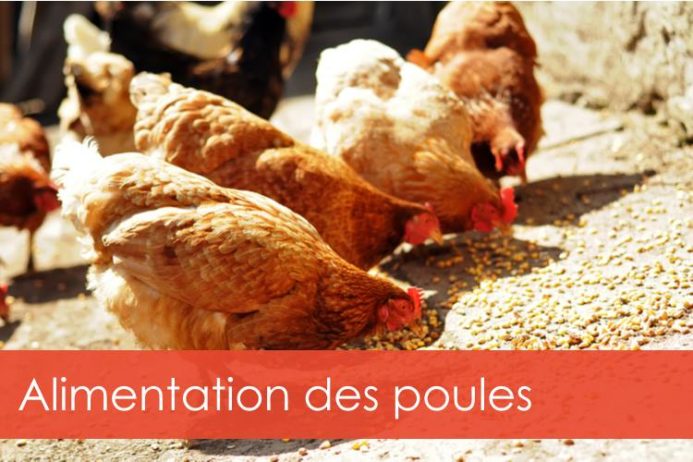 Attention à ce que vous donnez à manger à vos poules ! - Monpoulailler