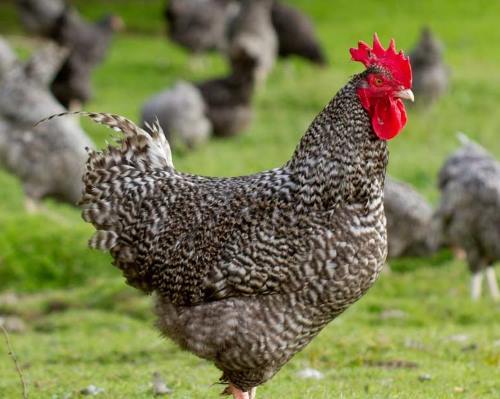 Poule Coucou De Rennes Tout Savoir Sur Cette Poule Pondeuse Poule Coucou De Rennes Tout Savoir Sur Cette Poule Pondeuse