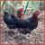 Poule Harco : tout savoir sur cette poule pondeuse
